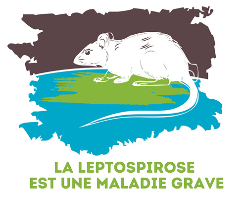 Attention à la leptospirose en ce début d'été austral ! | Agence ...