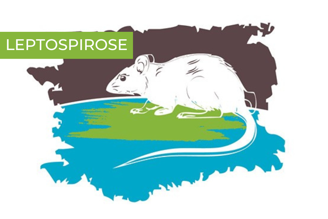 Attention à la leptospirose en ce début d'été austral ! | Agence ...